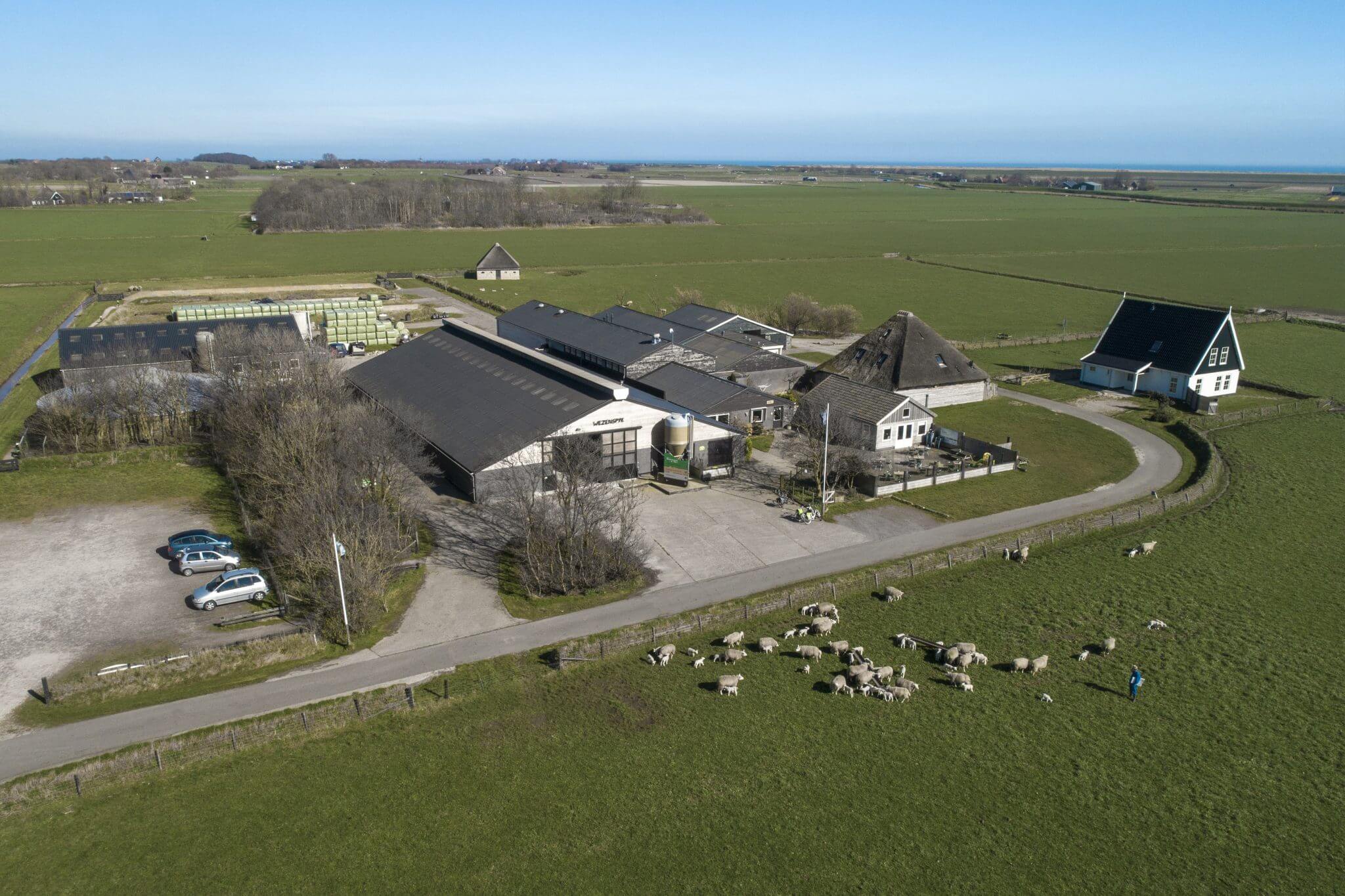 Texelse schaap - Kaasboerderij Wezenspyk
